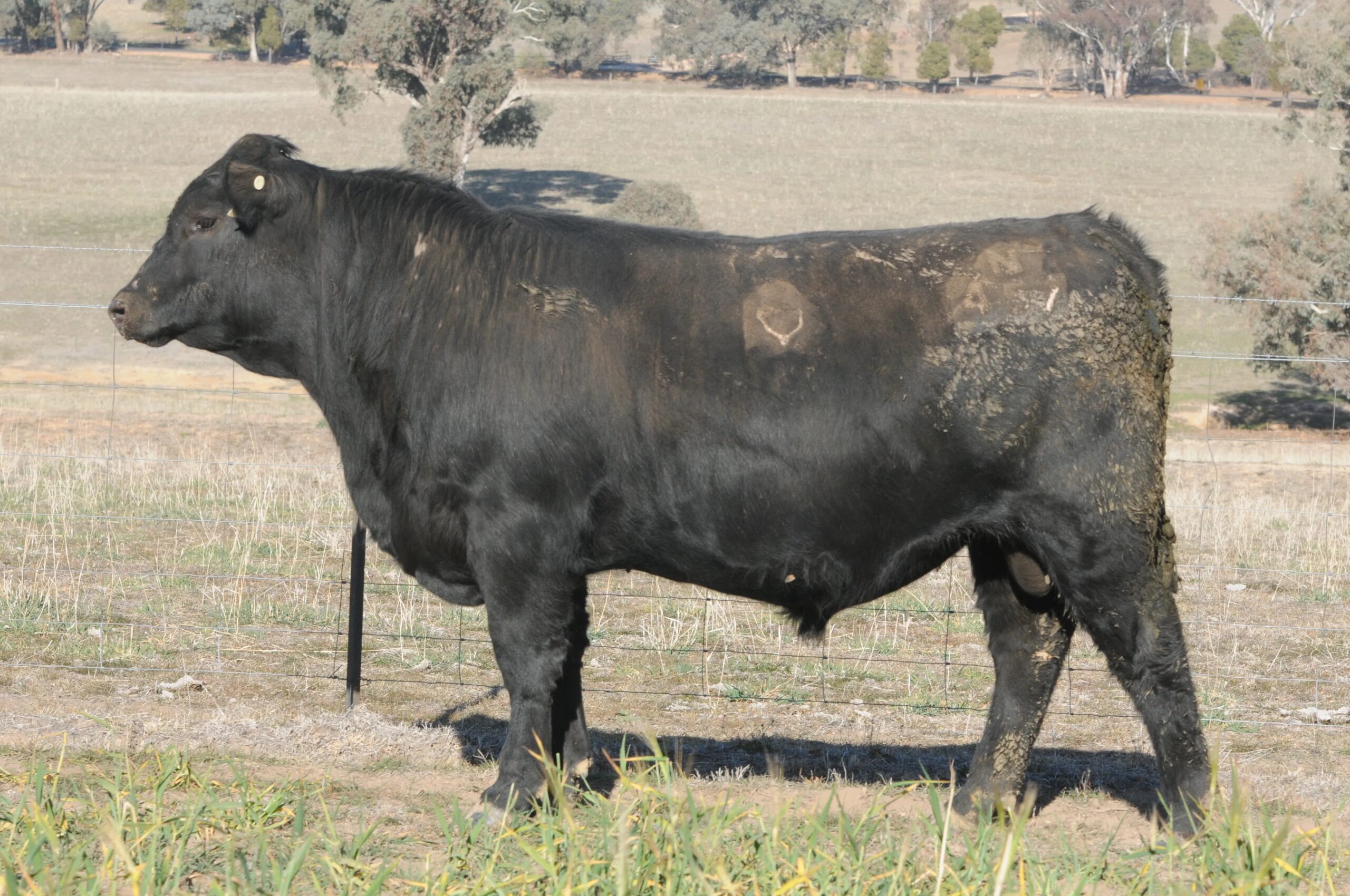 2018 Annual Bull Sale - Choice Angus