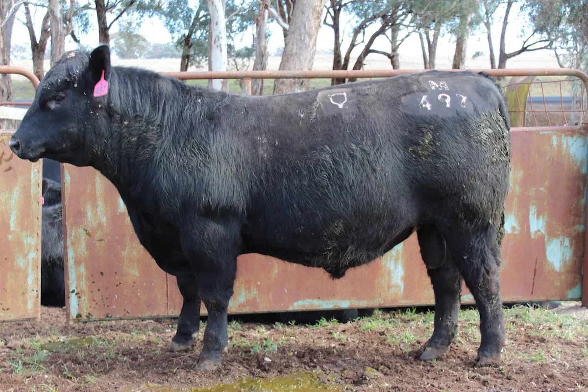 2017 Annual Bull Sale - Choice Angus